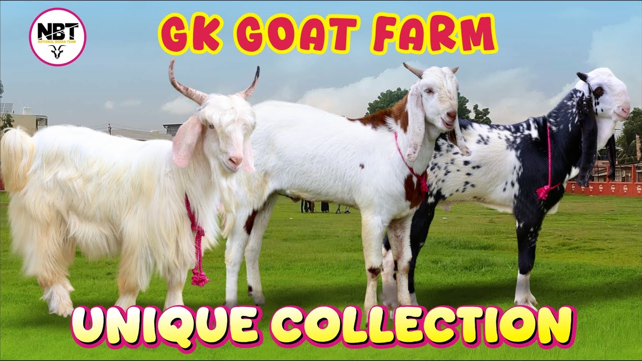 Unique Quality Goat’s At GK Goat Farm - YouTube