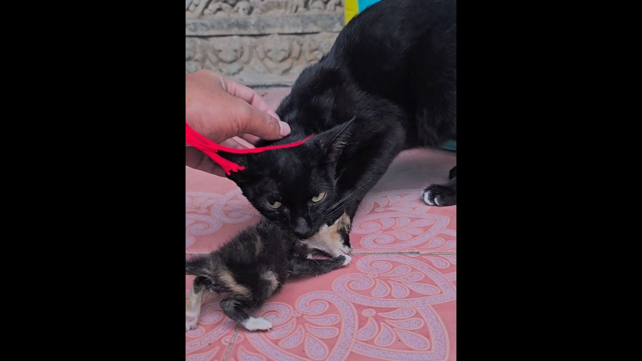 Why did the mother cat get so angry that she bit her two newborn ...