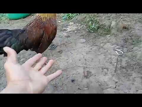 qaib poj nơb lau mos xwb - YouTube