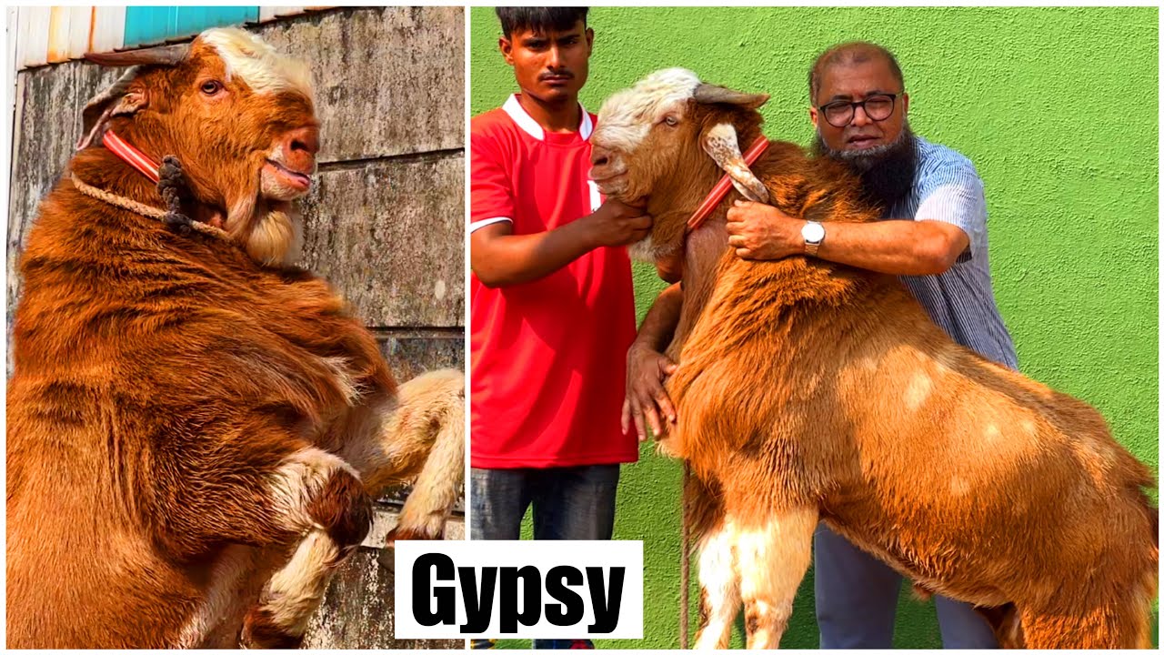 Gypsy Malwa Andul Goat at JD Goat Farm Mumbai - YouTube