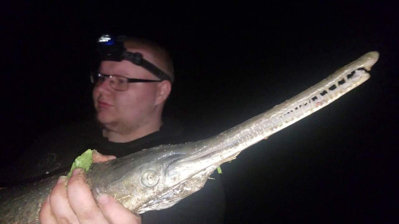 NEW INDIANA STATE RECORD??? LONGNOSE GAR - YouTube