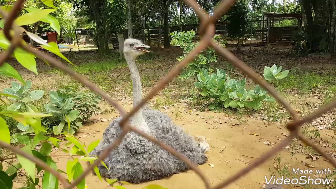 Suriname:Paramaribo zoo 4-03-2019 - YouTube