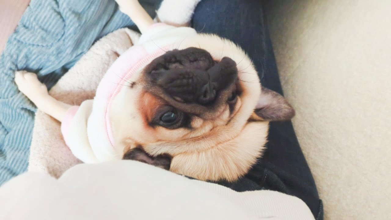 見た目も中身もたるんでいるパグがこちらです。here Is A Pug With A Sagging Appearance And Personality【パグ、pug】 Youtube