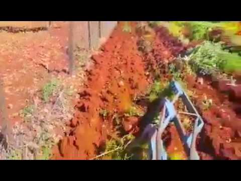 Tarla sürmek, fıstık çiftçisi nasıl tarla sürer!! fıstıklar nasıl sürülür?