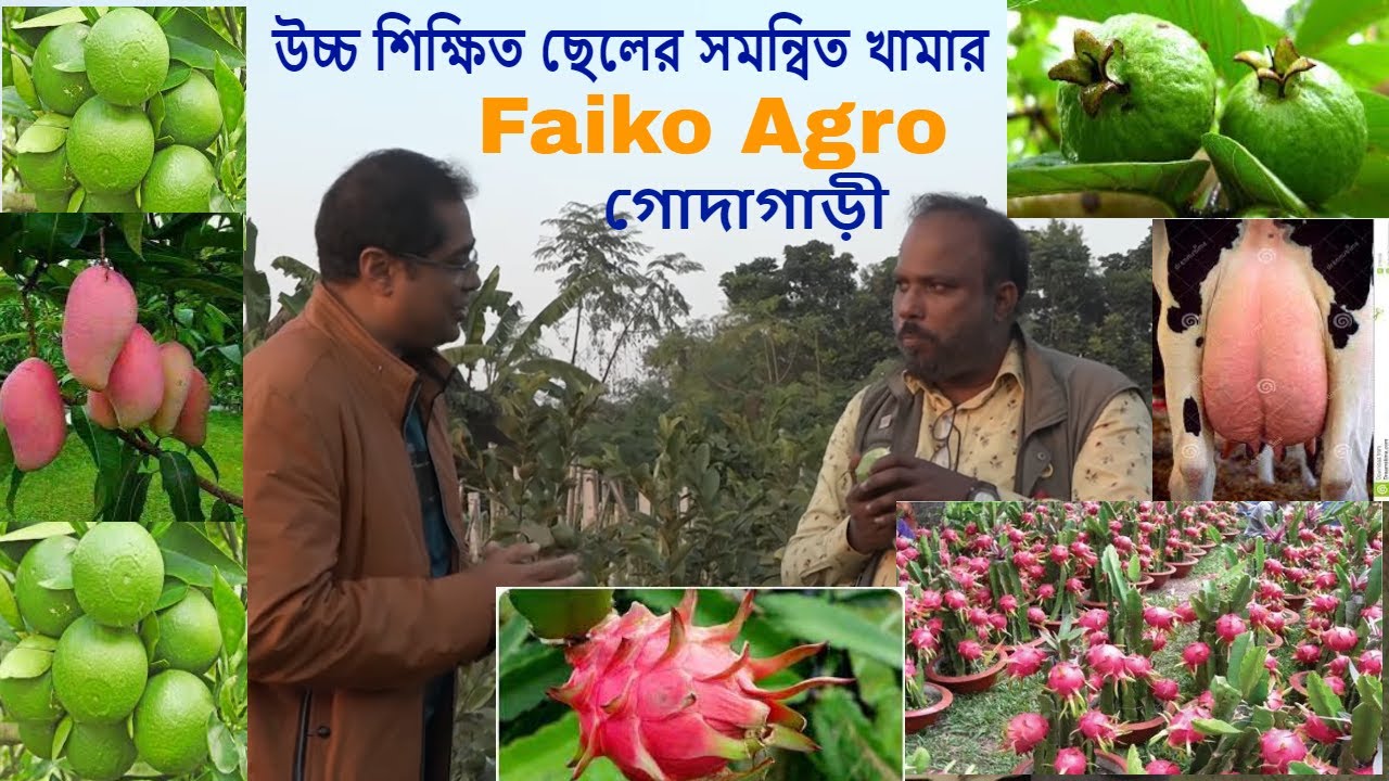 ২৭ বিঘা জমিতে থাই পেয়ার, মাল্টা, বল সুন্দরী কুল, ড্রাগন ফল, মুরগী ও ...