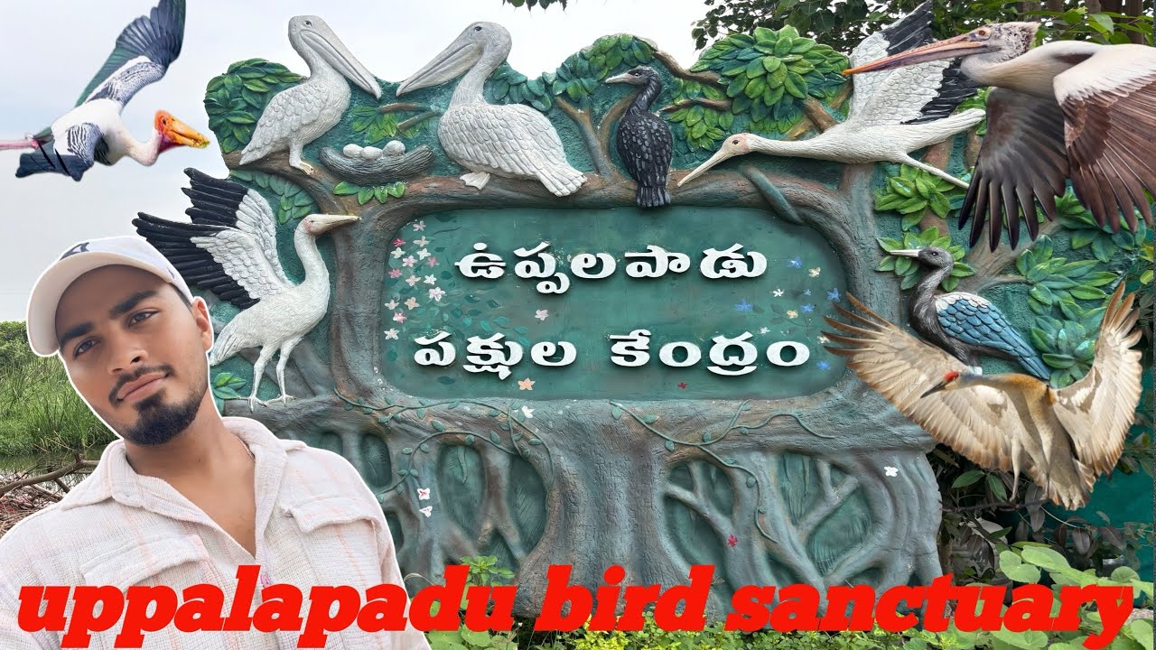 Exploring Uppalapadu Bird Sanctuary: Hidden wildlife in Andhra Pradesh👌 ...
