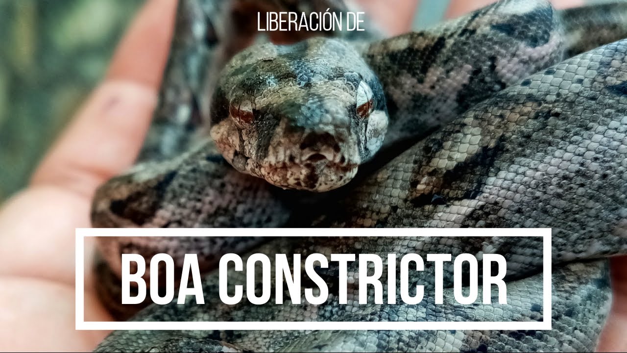 Liberación de Boa Constrictor - YouTube