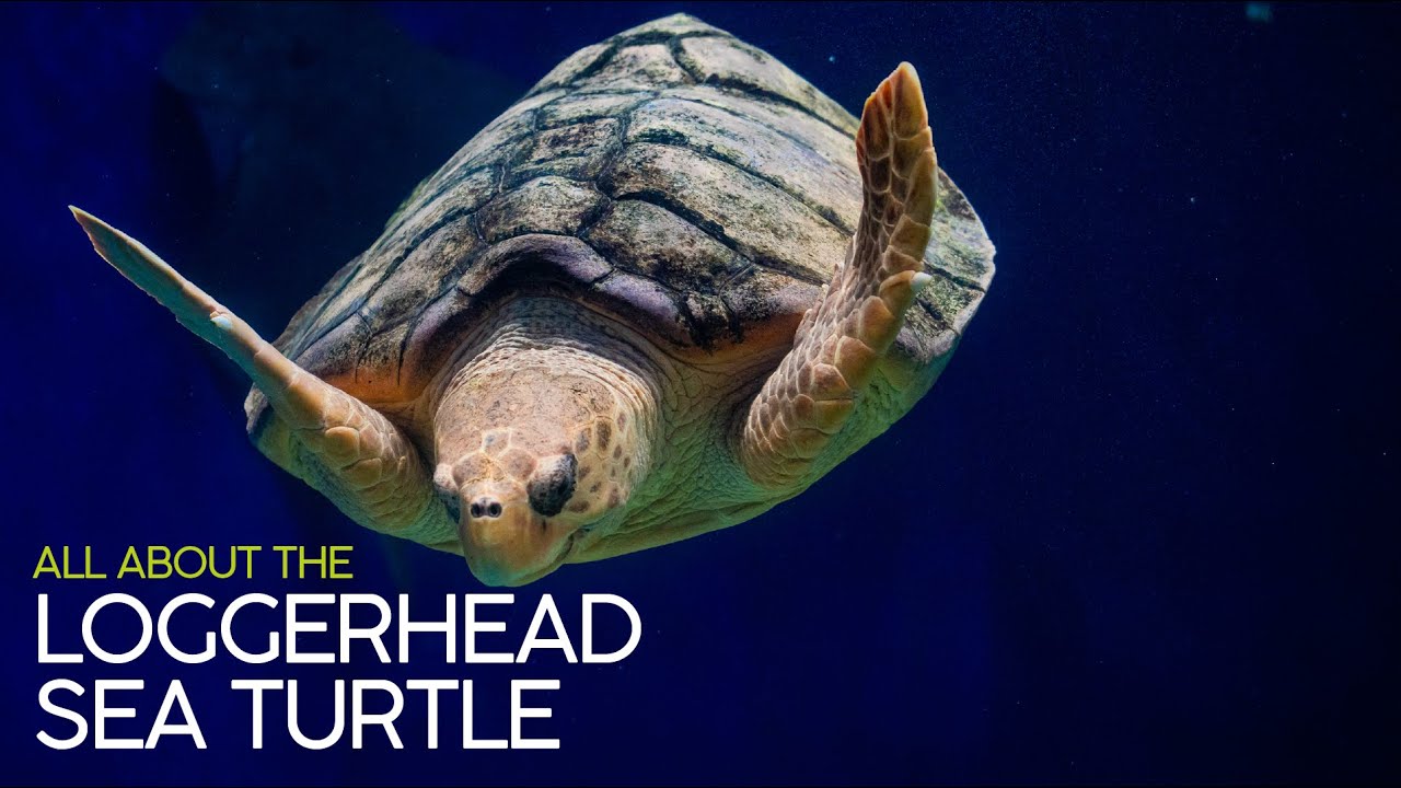 All About the Loggerhead Sea Turtle - YouTube