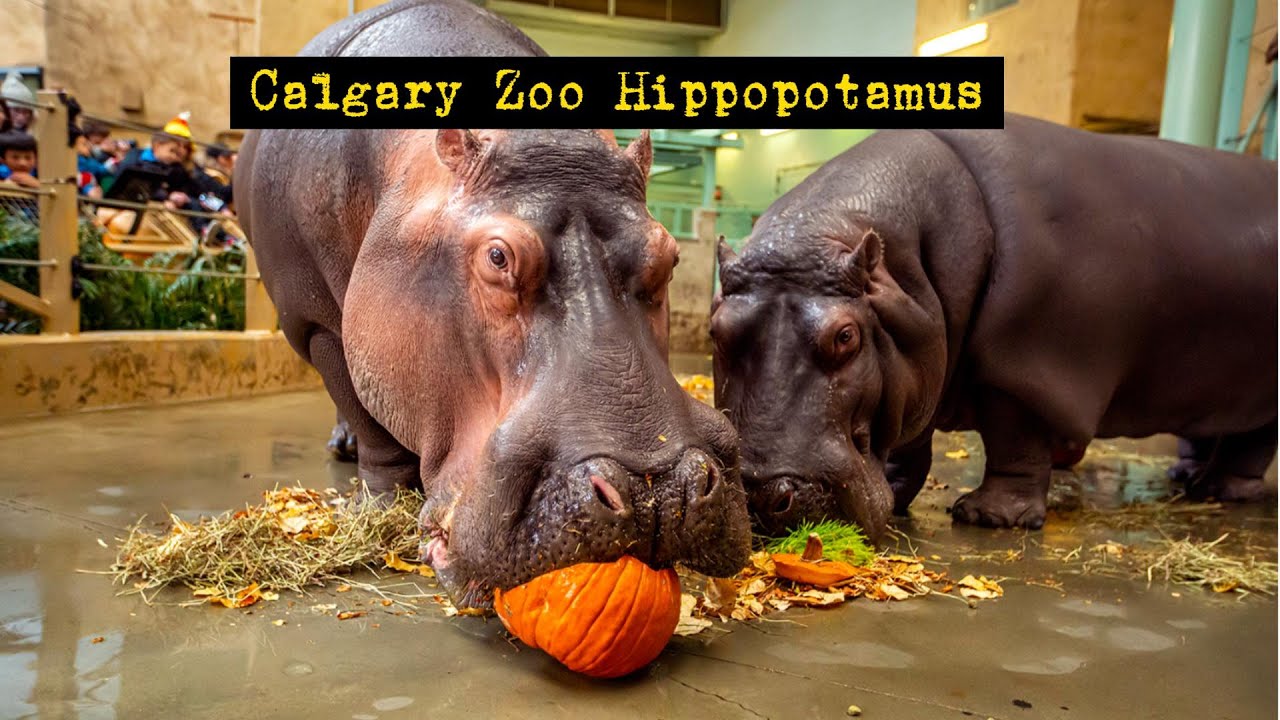 Hippos Unveiled: A Day in the Life at the Calgary Zoo - YouTube