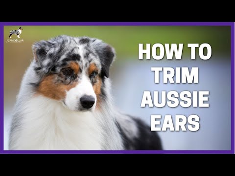 How To Trim Australian Shepherd Ears