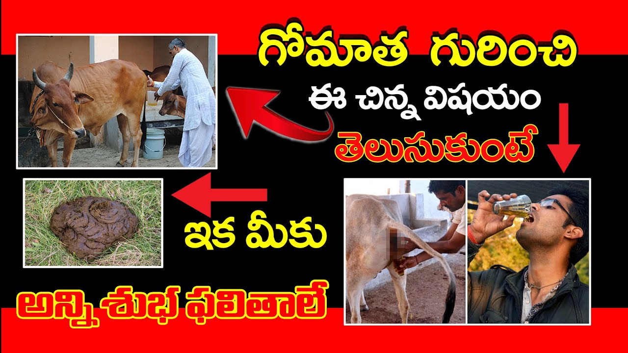 గోమాత గురించి ఈ చిన్న విషయం తెలుసుకుంటే ఇక మీకు అన్నిశుభాలే..!! Gomatha ...