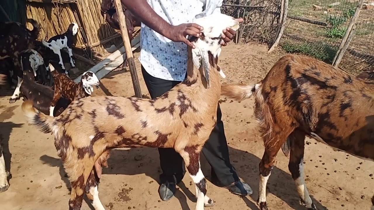 #JAI #MAA# BHAWANI #GOAT #FARM #AJME.#9680518353AJMER बकरी गुजरी 2 ...