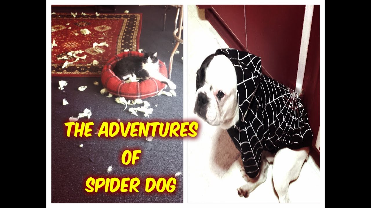 Adventures of The Amazing Spider Dog - YouTube
