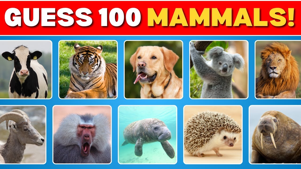 Can You Name These Mammals? | Fun English Vocabulary Quiz | Guess The ...