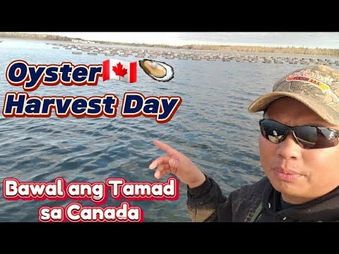 #FishPlantWorker#SaCanada#HarvestDay #NangOyster🦪🇨🇦#Watch - YouTube