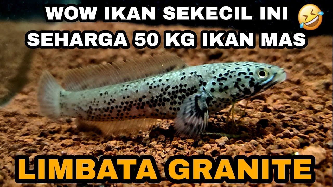 BELI LAGI IKAN CHANNA LIMBATA SULTAN !!! THIS IS CHANNA LIMBATA GRANITE - YouTube
