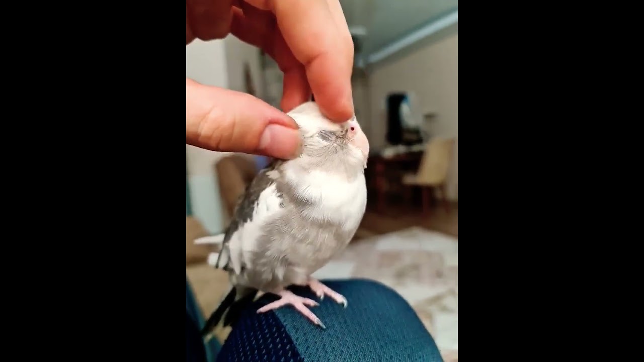 He Likes That Youtube