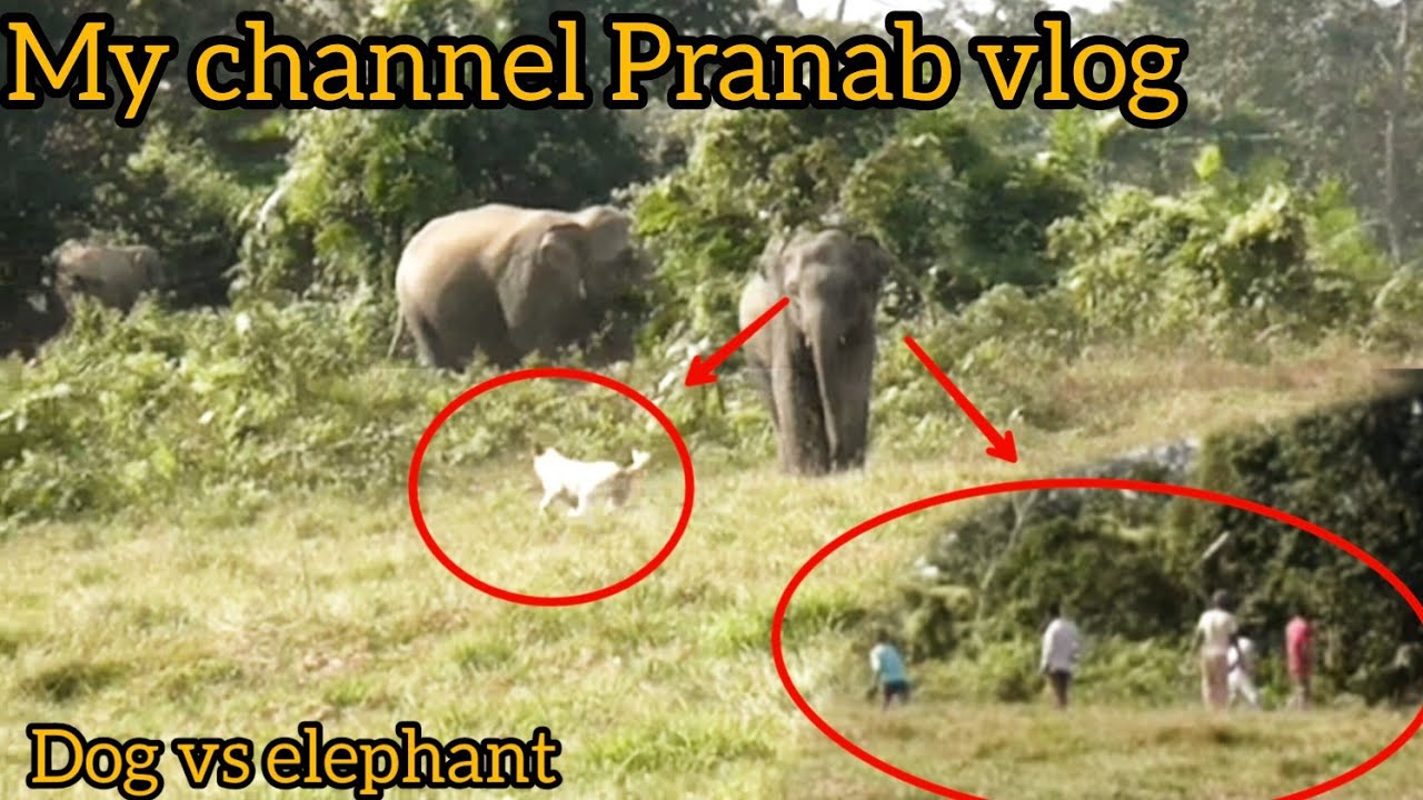 man vs elephant attack and elephant vs dog danger Viral video and wild ...