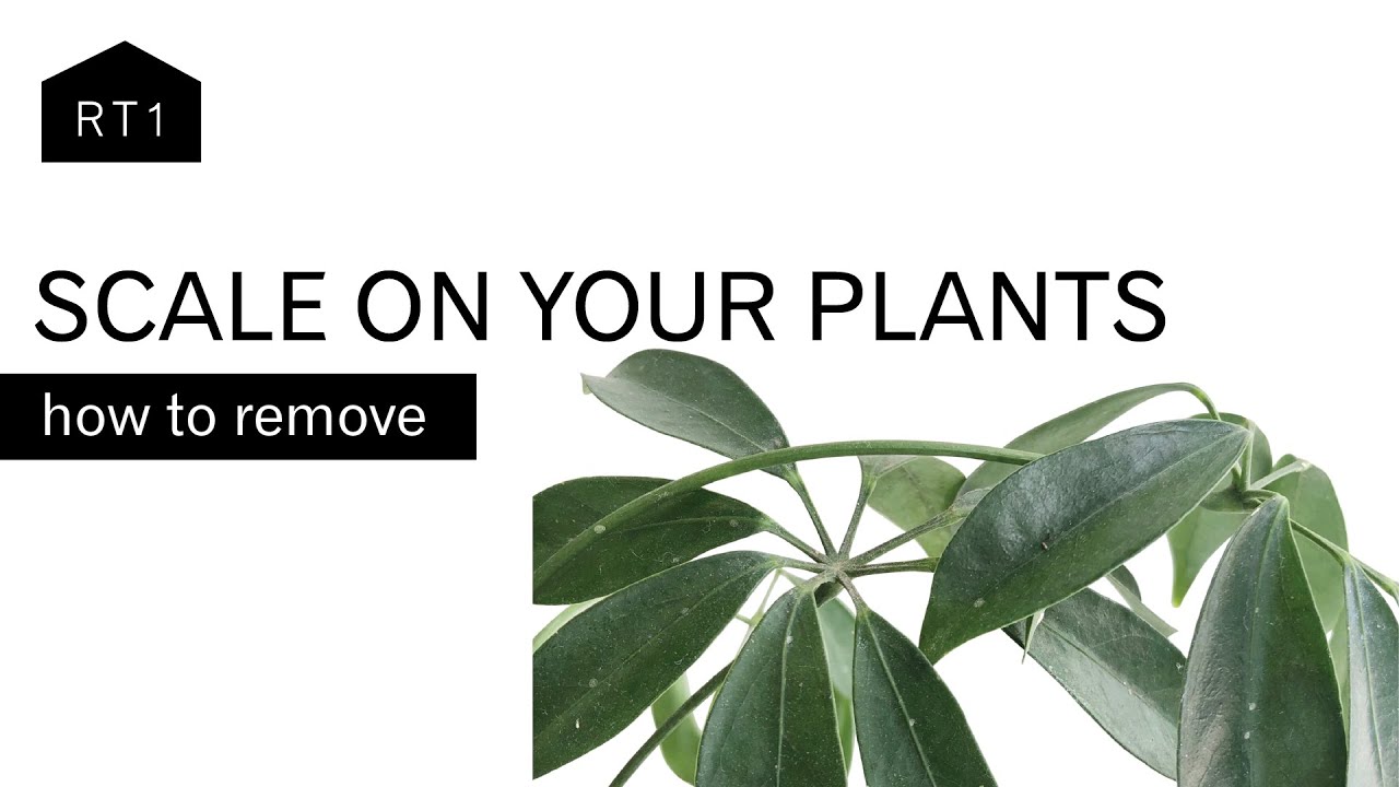 HOW TO ELIMINATE SCALE FROM YOUR PLANTS - YouTube