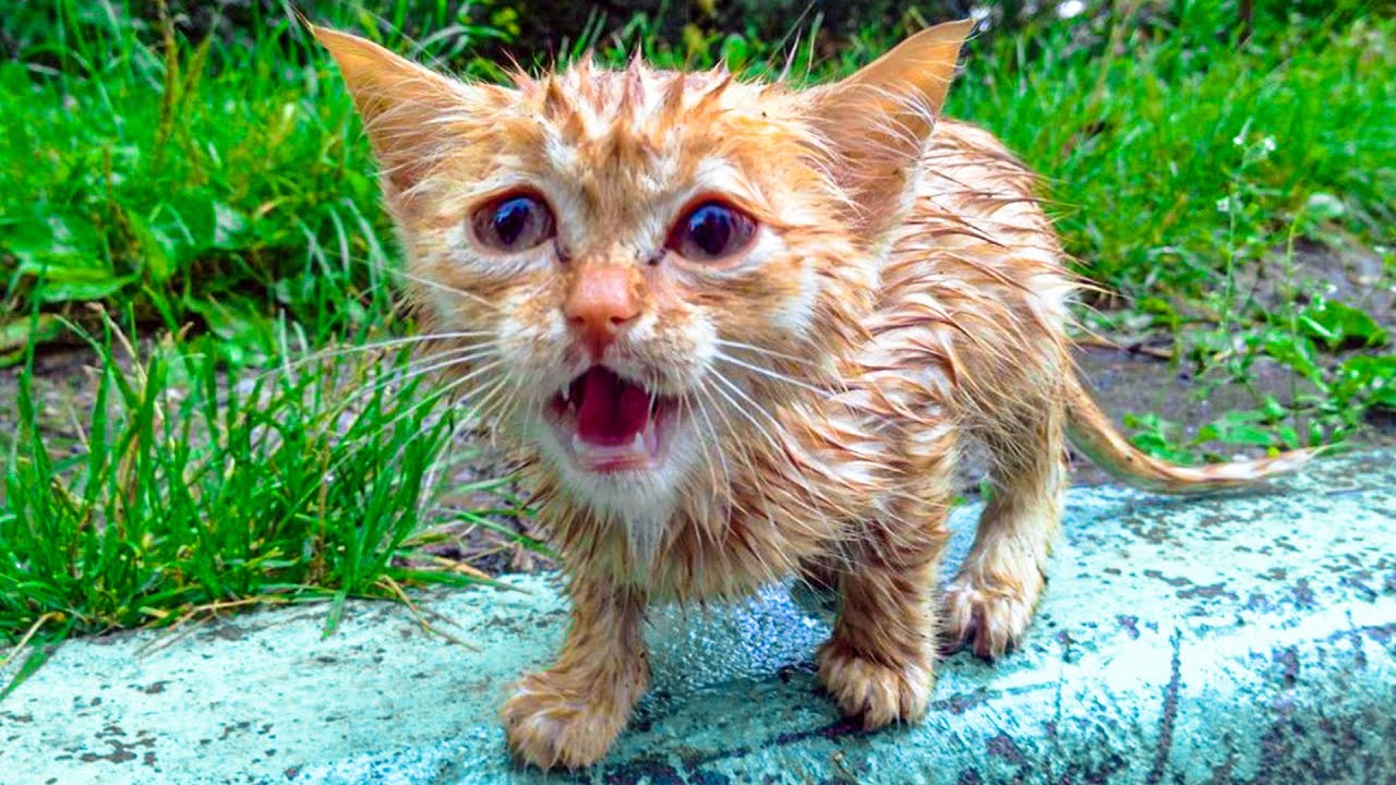 15 Heartwarming Animal Rescues 🙀 - YouTube