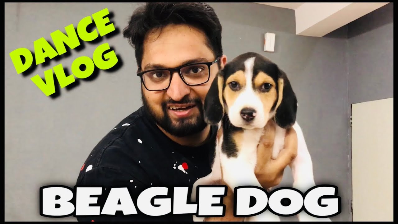 Beagle Dog | Dance Vlog | Nora | Dog Videos | Family Vlogs | Mr & Mrs ...