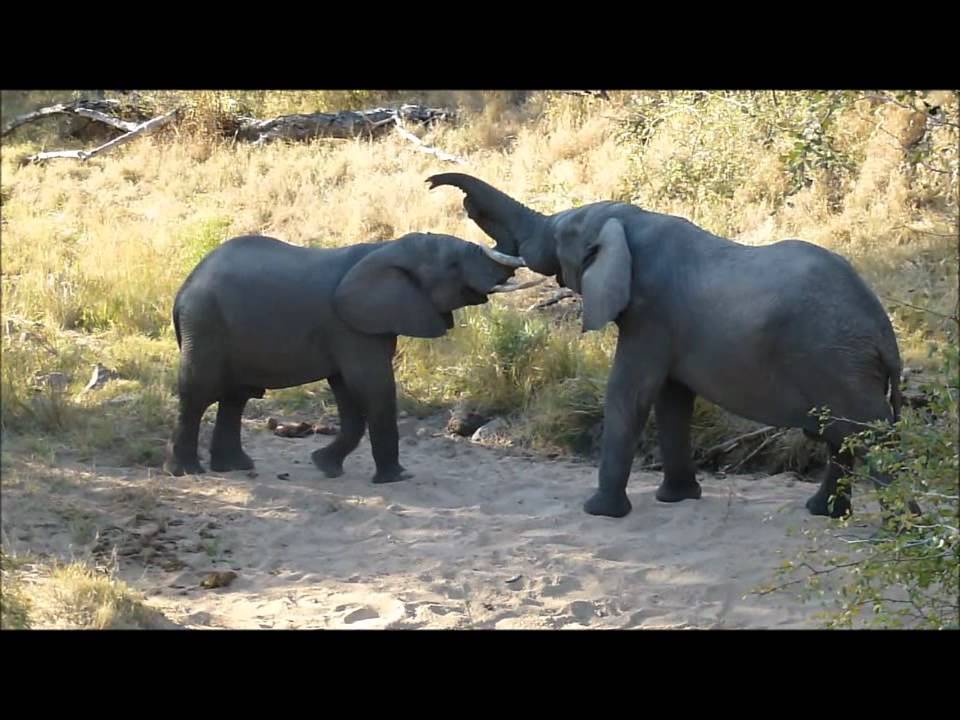 Elephant affection - YouTube