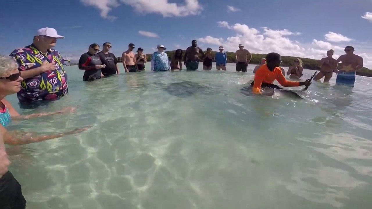 Stingray City Encounter Great Stirrup Cay, Bahamas 2019 - YouTube