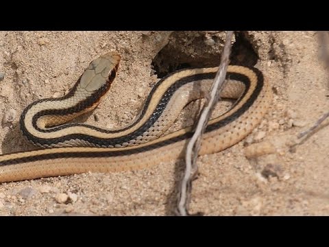Western Patchnose Snake digging for insects - YouTube