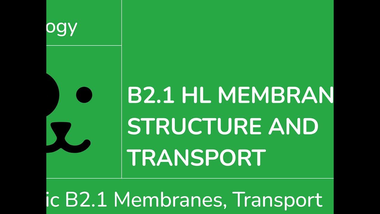 B2.1 HL Membranes and Transport [IB Biology HL] - YouTube