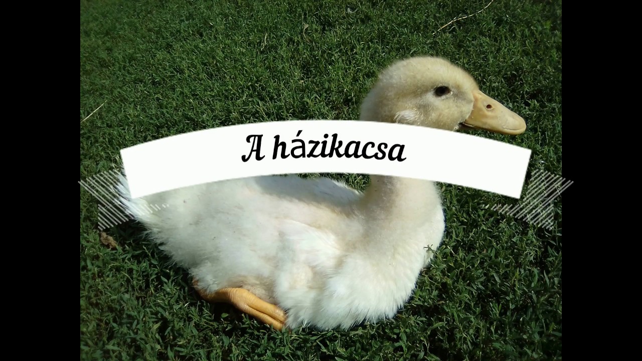 Állat Rajongók - A házi kacsa - YouTube