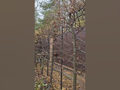 Липа шпалера Формировка Ландшафтный дизайн. #дизайнВоронеж # ...