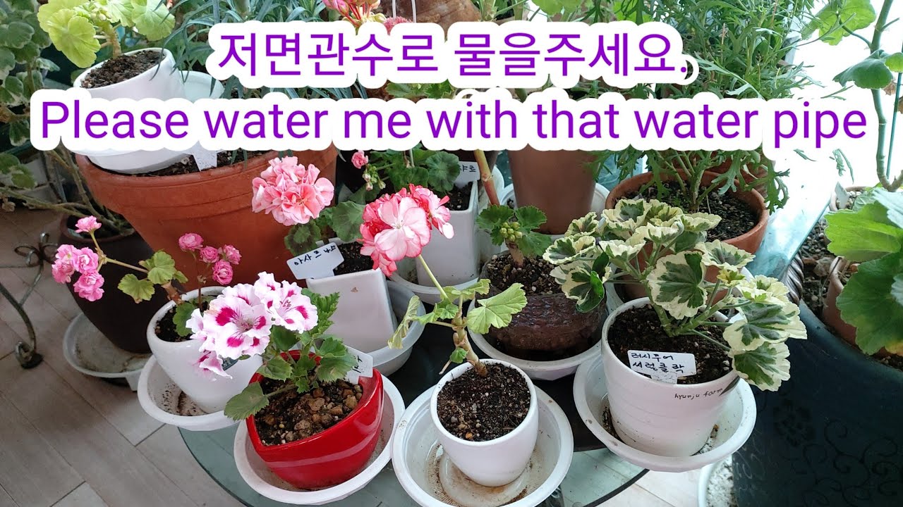 제265화 뽀샤시네 베란다/저면관수로 물을주세요/Please water me with that water pipe - YouTube