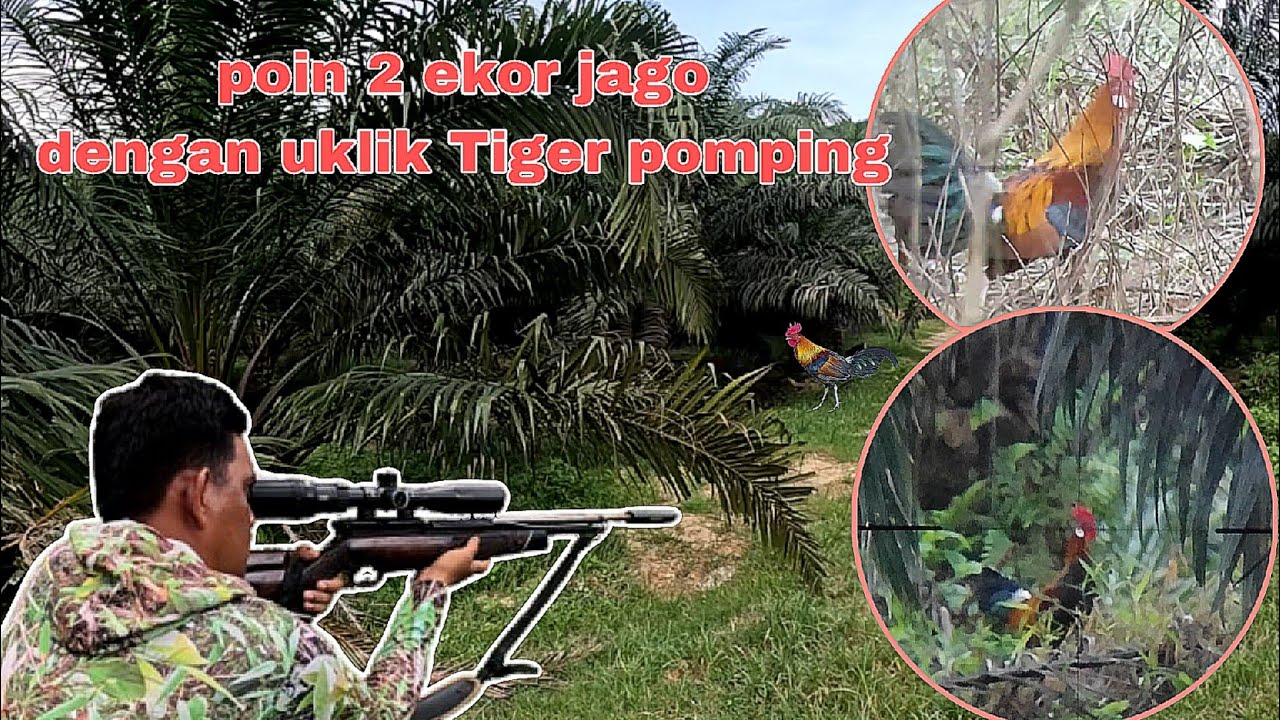 Berburu 🎯 tumbangkan 2 ekor jago merah Sumatera dengan uklik Tiger ...