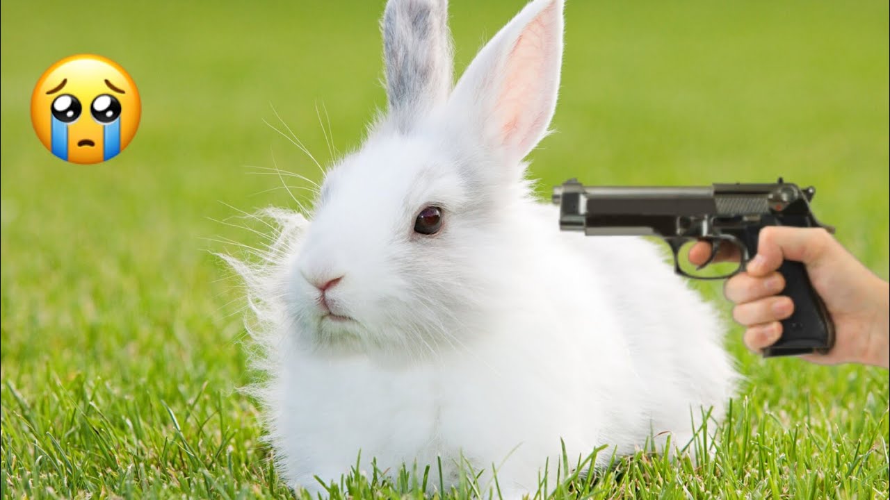 Crazy Rabbits- Cute and Funny Rabbits Playing Video Compilation 15 ...