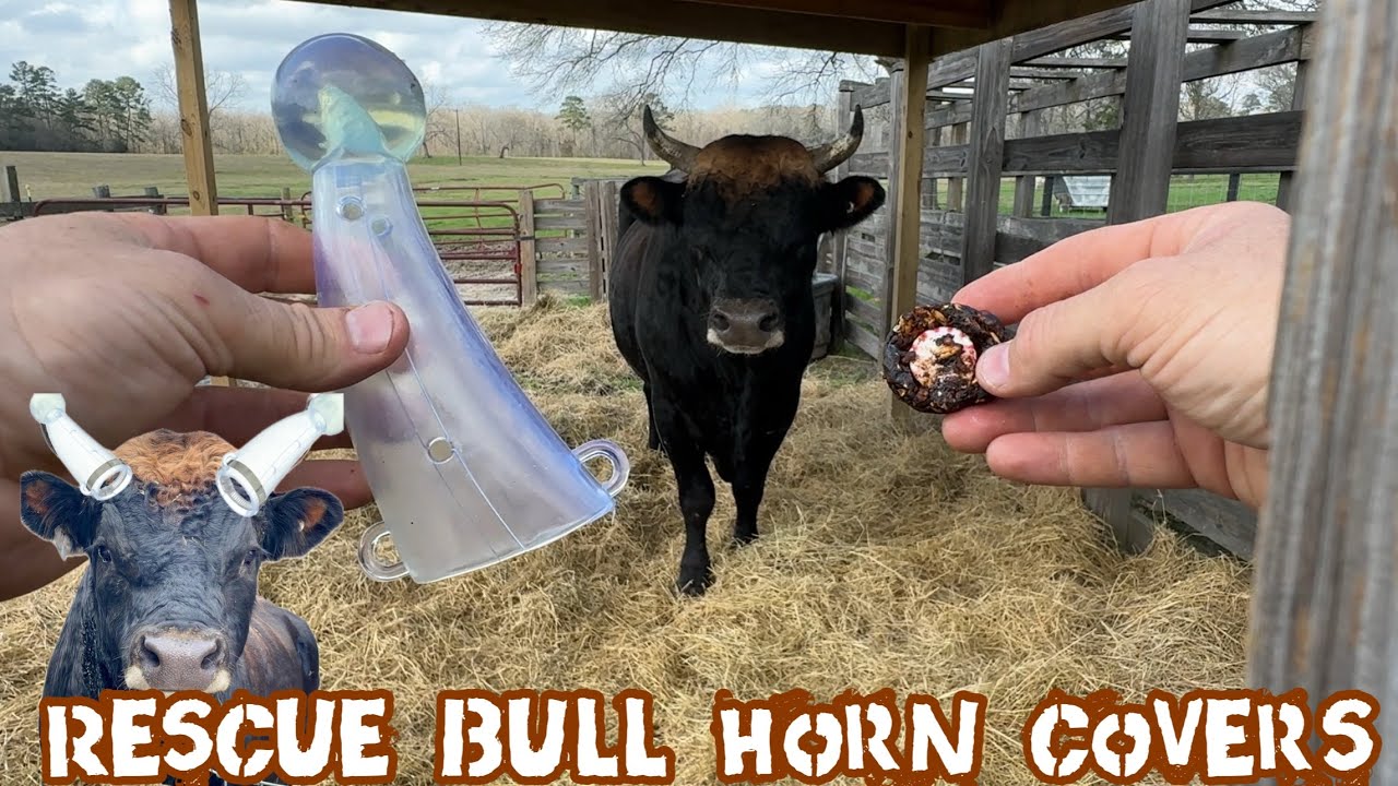 Rescue Bull Gets Horn Protectors - YouTube