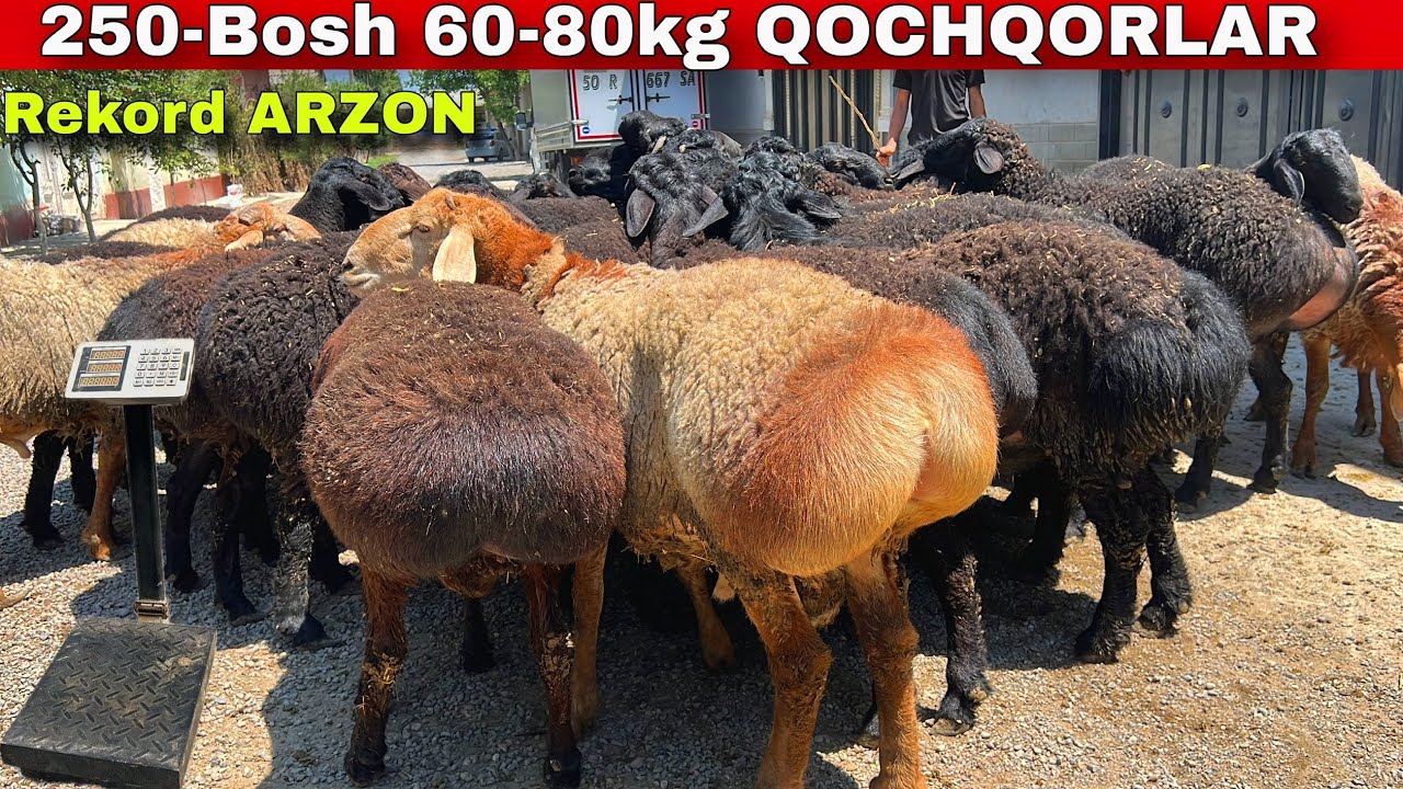 🔥60–80 kg Qozi Qochqorlar 😳 250-bosh | Taroziga Narx! - YouTube