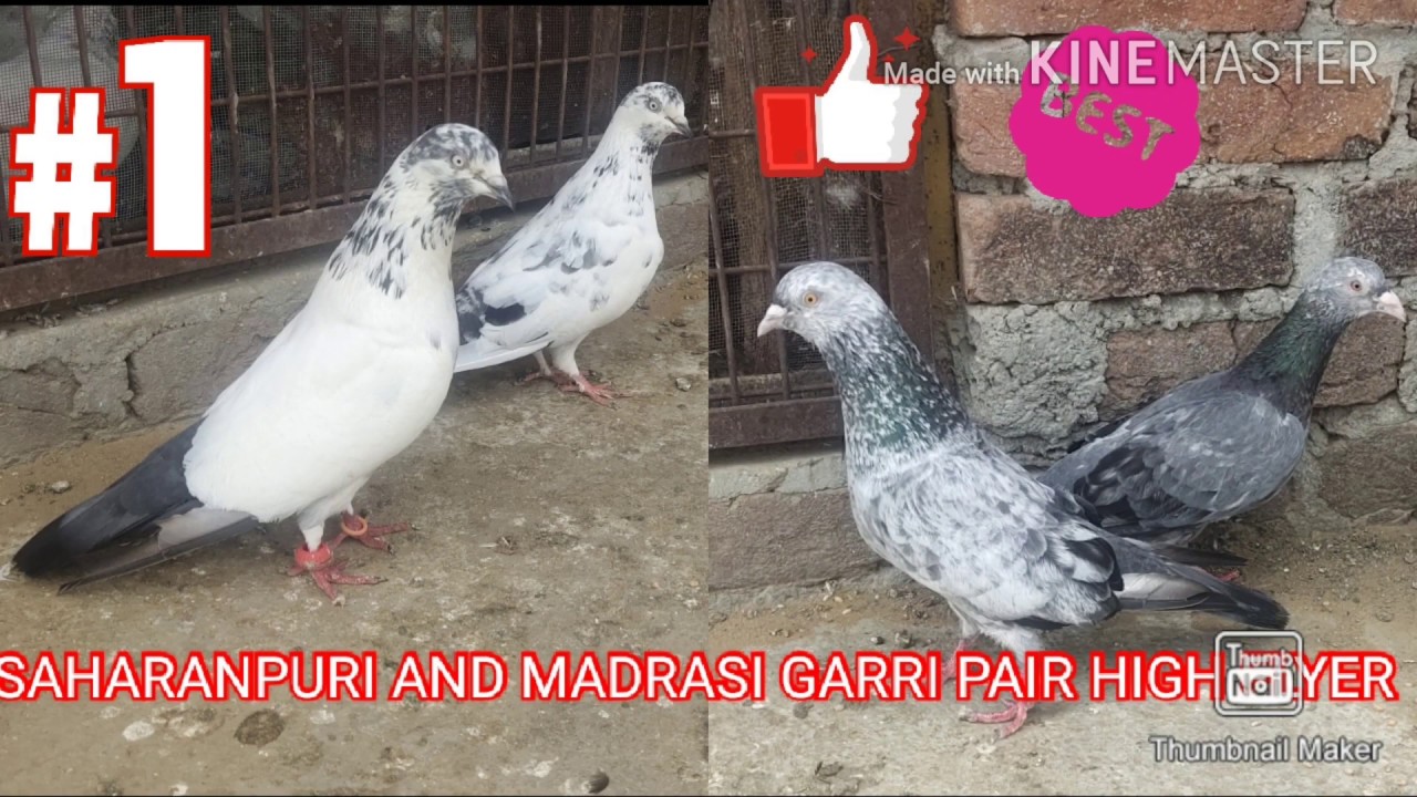 PHULSARA KALDUMA AND GARRI PAIR PIGEON BREED HIGH FLYER - YouTube