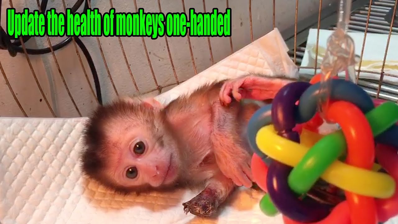 Update the health situation of one handed baby monkey | Part 1 - YouTube