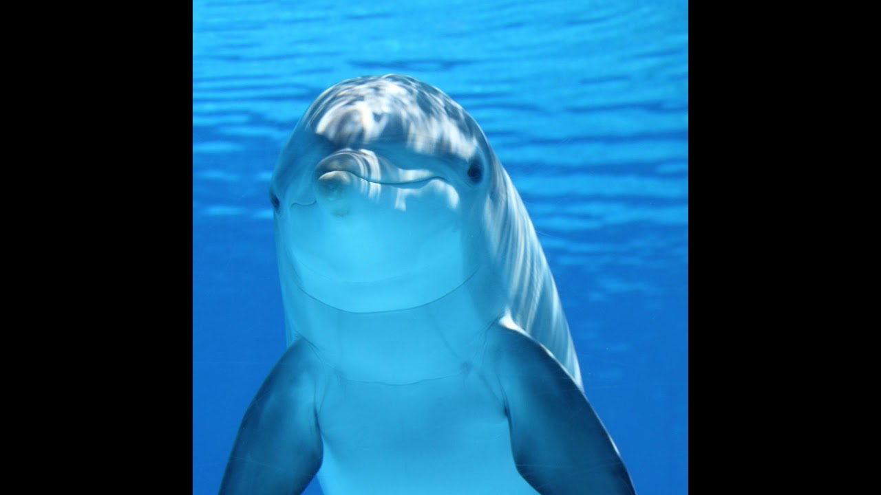 Every Sound by dolphin Live Stream - YouTube