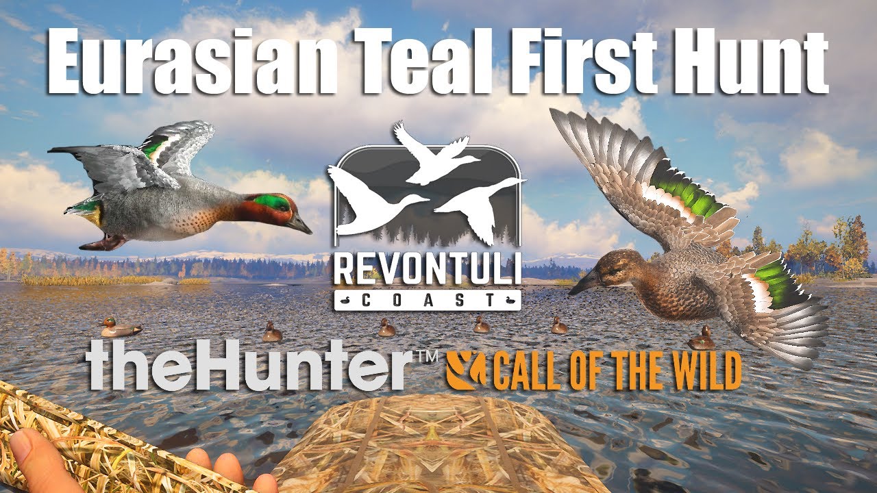 Eurasian Teal First Hunt - theHunter Call Of The Wild - YouTube