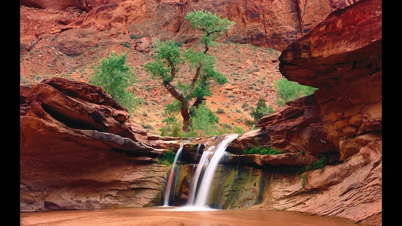 There Is Hope For A Tree - YouTube