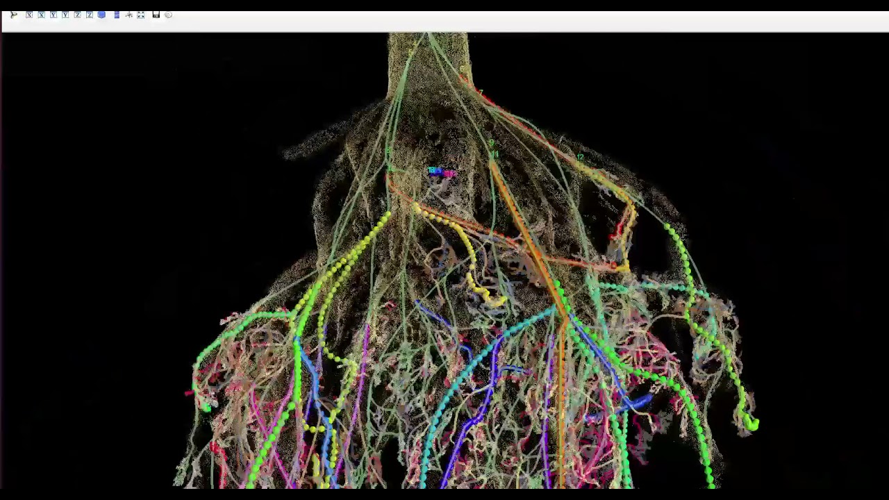 Graph based root structure analysis and visualization along with 3d ...