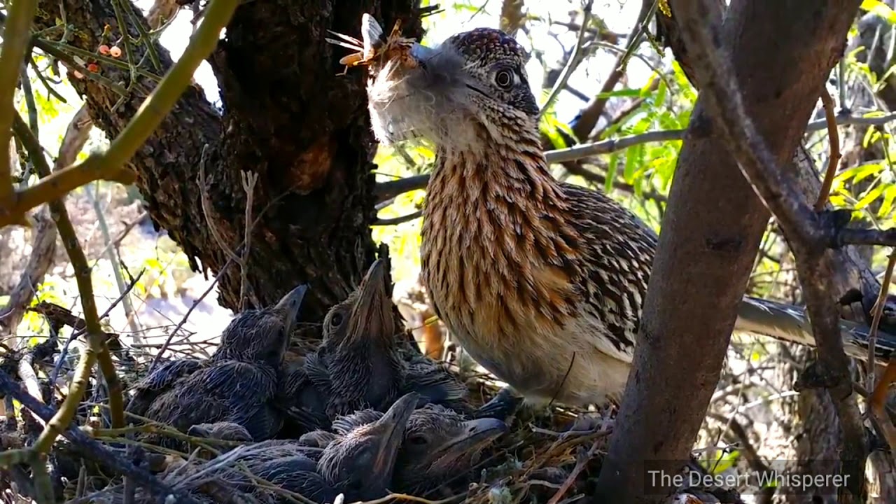 Greater Roadrunner feeding her babies. - YouTube