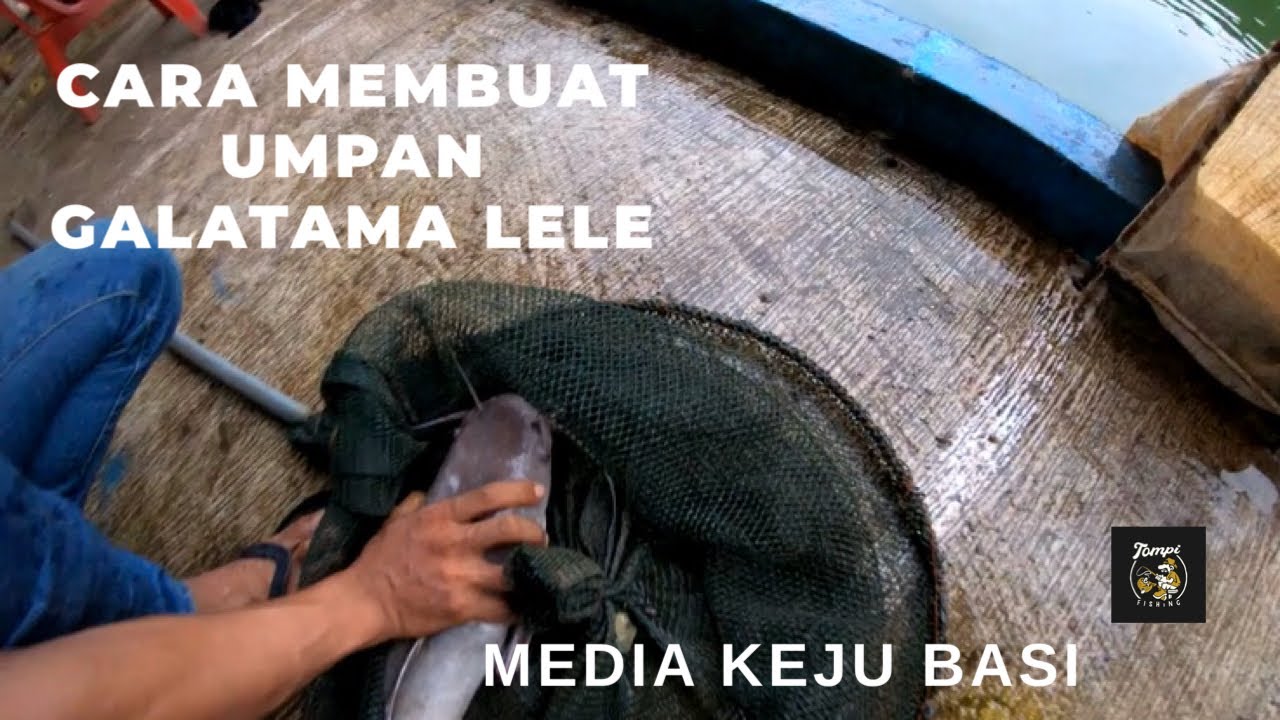 Cara membuat umpan galatama lele media KEJU BASI - YouTube