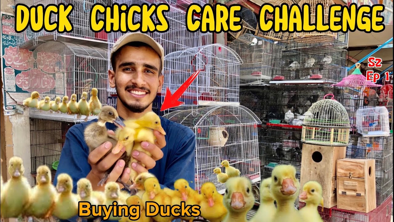 Buying Ducks | Duck Chicks Care Challenge | S2 Ep1 | Pak Birds - YouTube