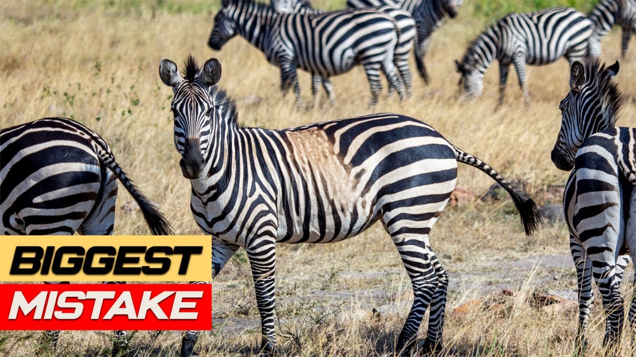 Zebra Care Essentials: Natural Tips - YouTube