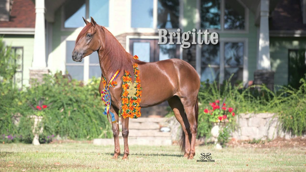 Cedar Lane Stables Enoree SC - Paso Fino Horses - YouTube