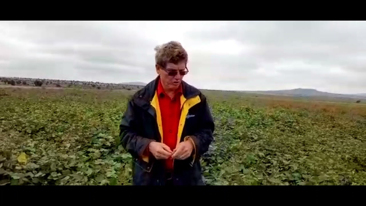 Checking In On The Black Beans/Njahe/Dolichos Lablab at AusQuest Farm ...