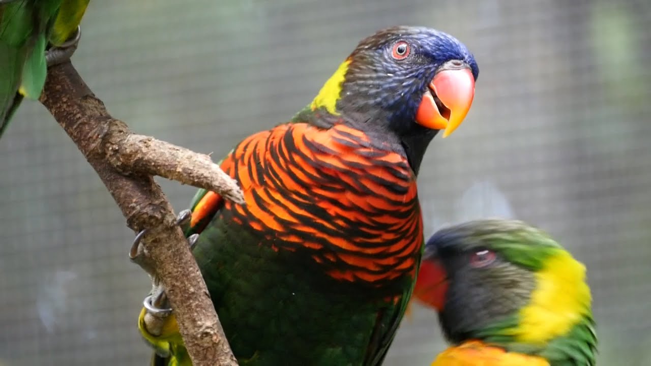 तोता और मैना, दोनों बैठे एक डाल पर || Parrot Video | tota maina dono ...
