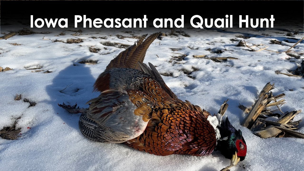 Southern Iowa Pheasant and Quail Hunting - YouTube